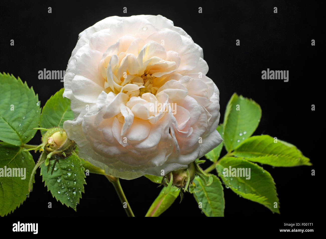 Rosa alba hi-res stock photography and images - Alamy