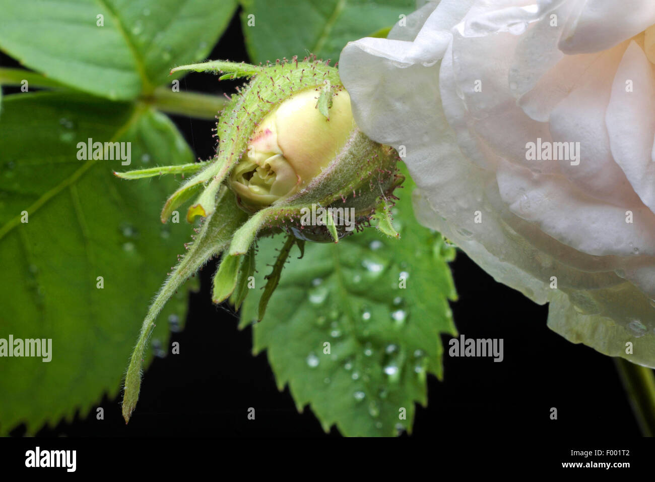 Rosa alba hi-res stock photography and images - Alamy