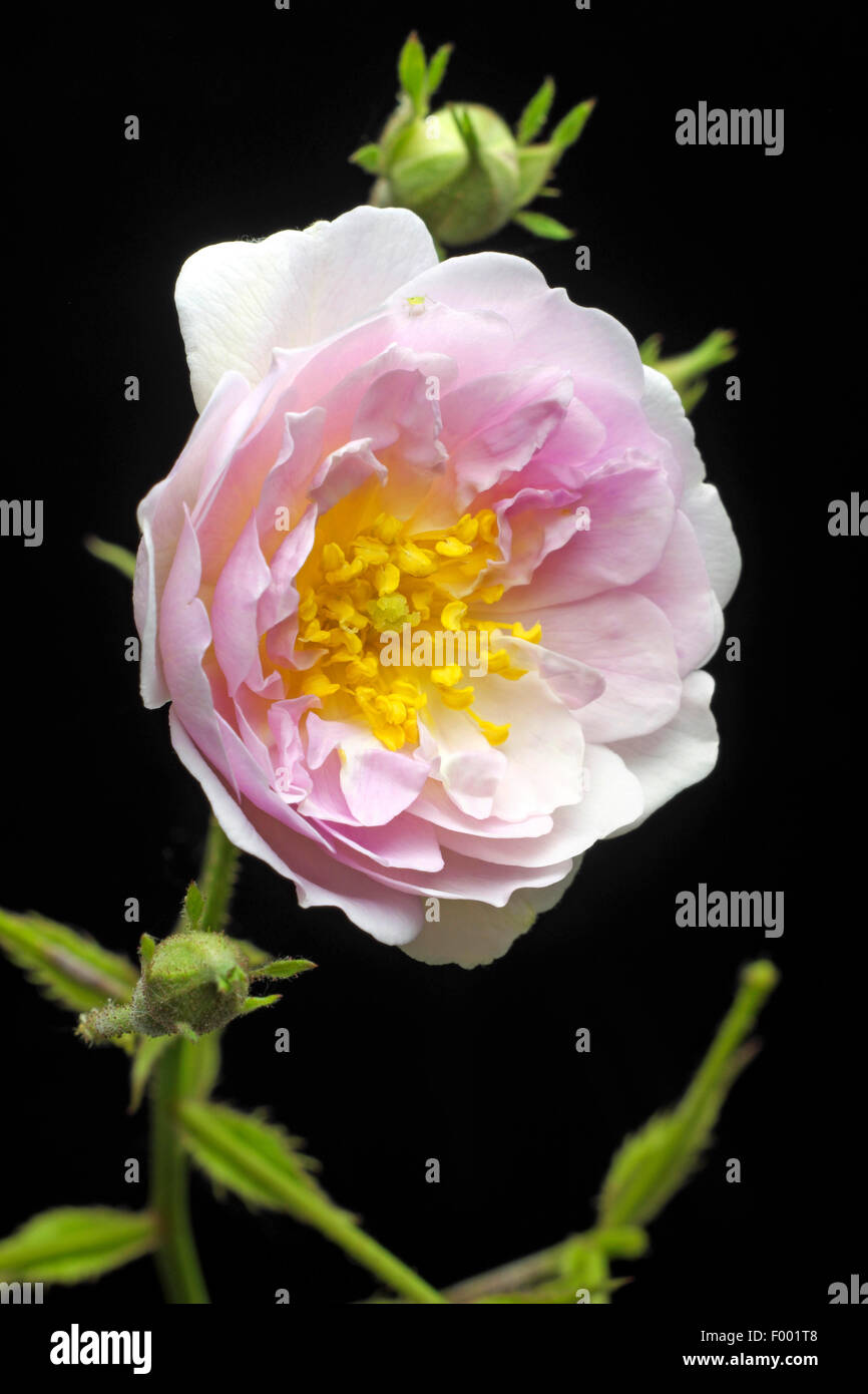 ornamental rose (Rosa 'Pauls Himalayan Musk', Rosa Pauls Himalayan Musk ...