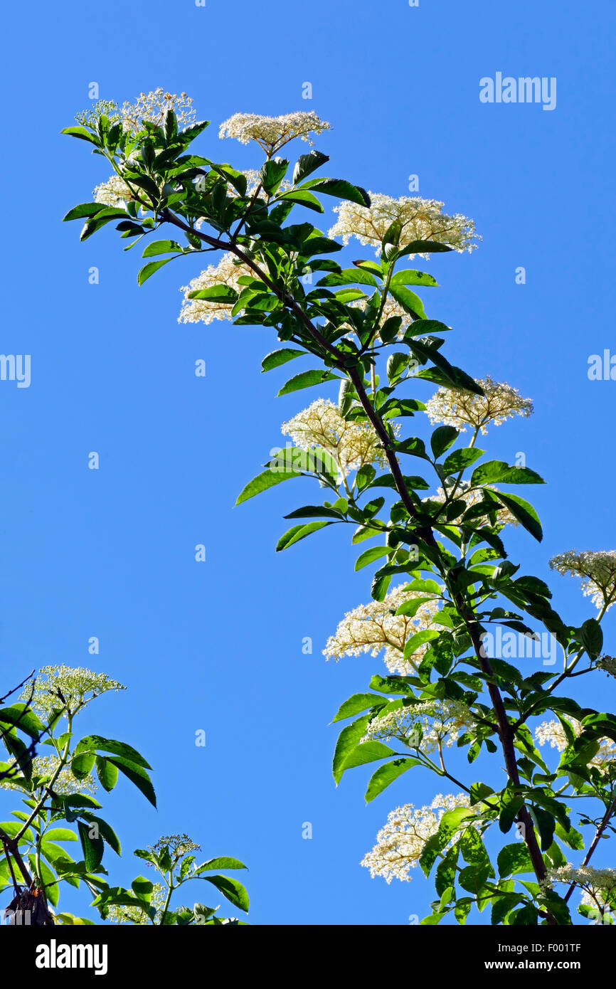 European black elder, Elderberry, Common elder (Sambucus nigra ...