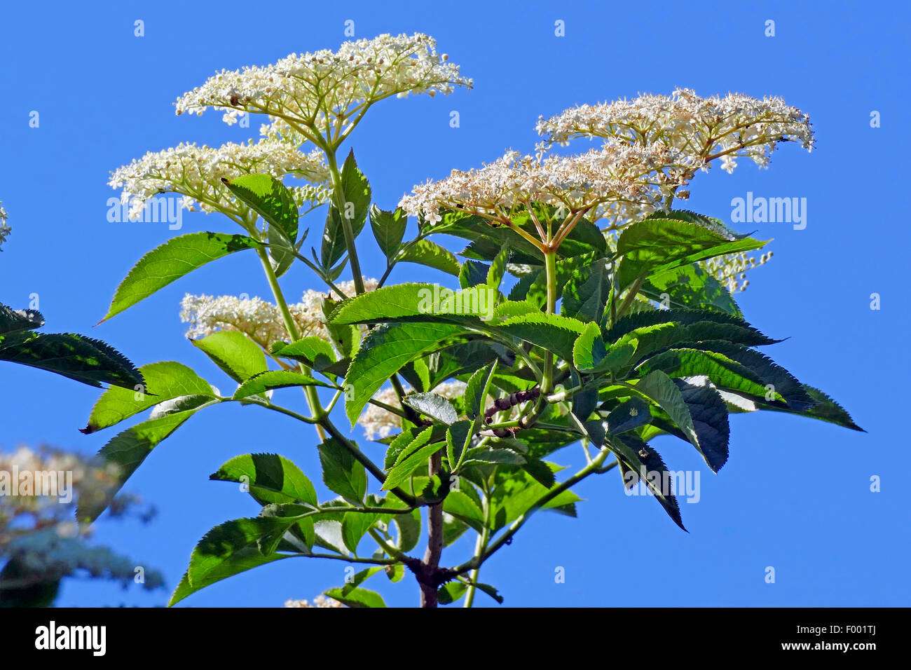 European black elder, Elderberry, Common elder (Sambucus nigra ...