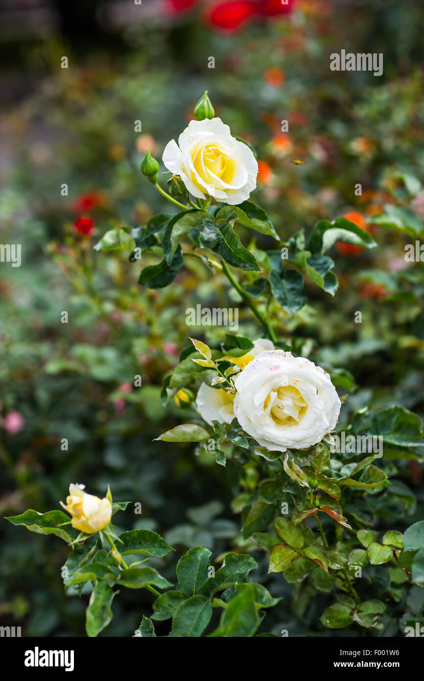 Beautiful rose in a garden Stock Photo - Alamy
