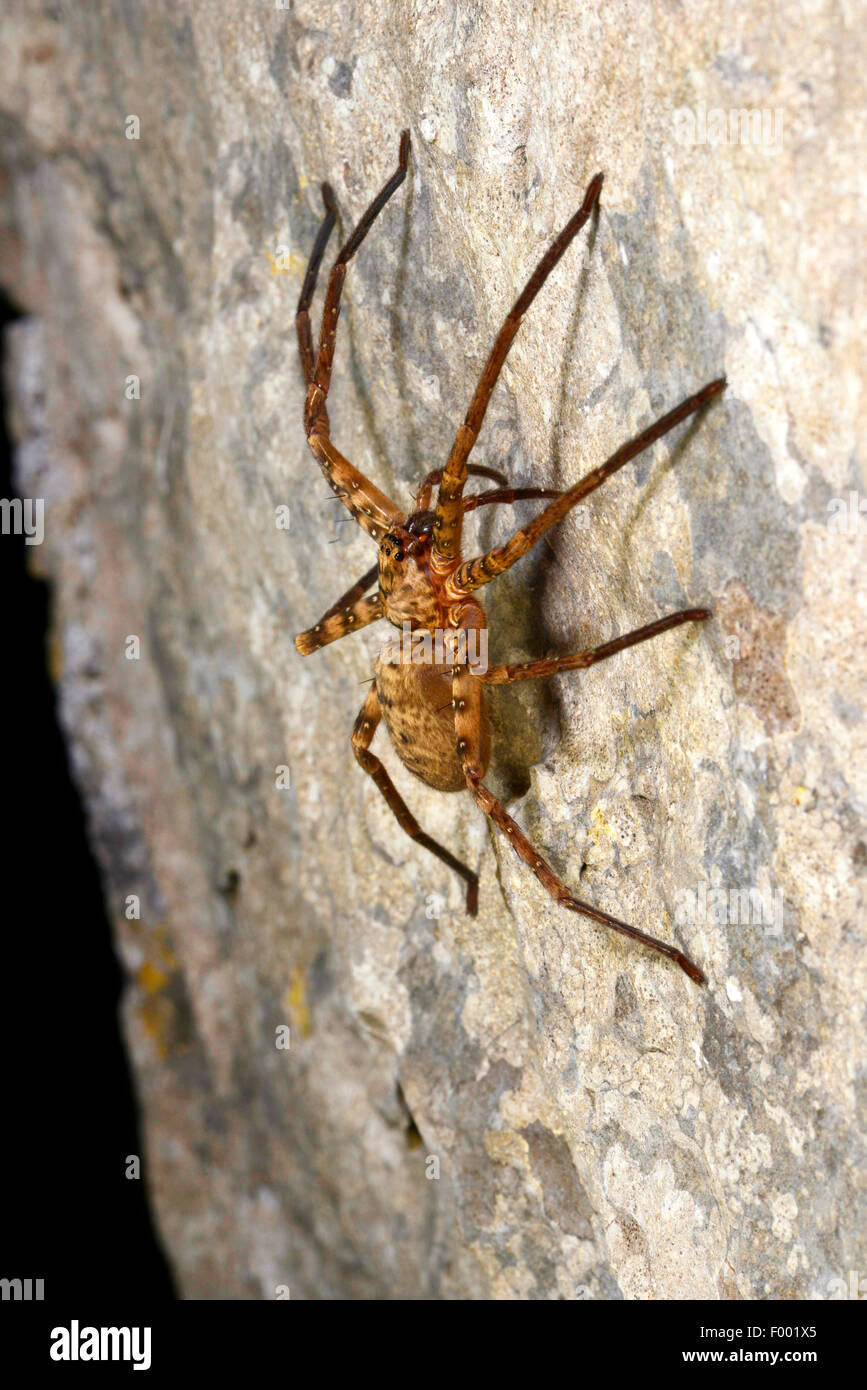 giant crab spiders, huntsman spiders (Heteropoda variegata), on a stone ...
