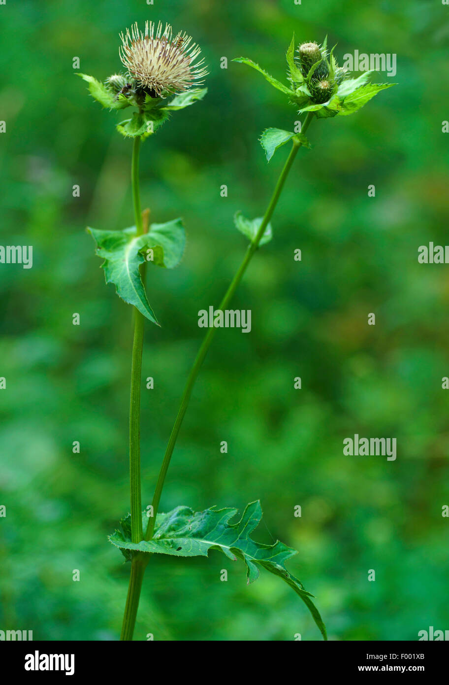 cabbage thistle (Cirsium oleraceum), blooming, Germany, Bavaria ...