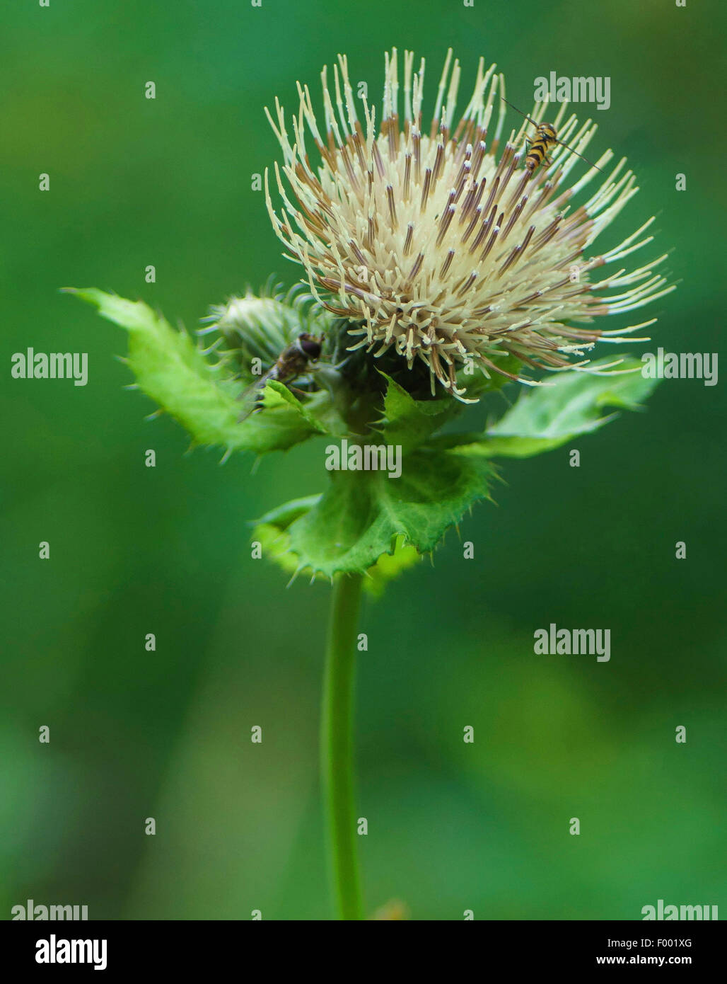 cabbage thistle (Cirsium oleraceum), blooming, Germany, Bavaria ...