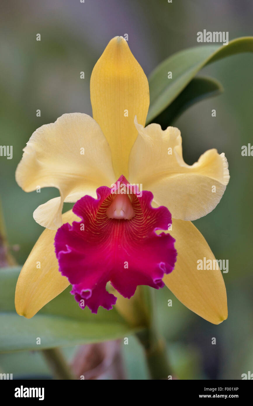 Rhyncholaeliocattleya (Rhyncholaeliocattleya Dana Thomas Tong Hsing ...