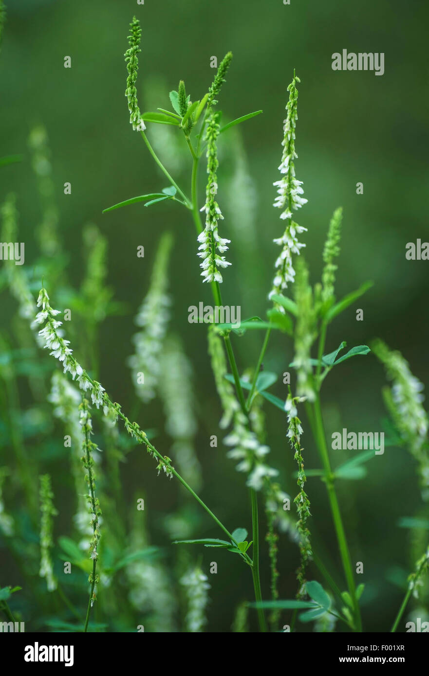 Melilotus alba hi-res stock photography and images - Alamy