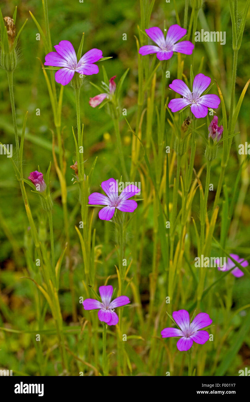 Common corncockle, Common corn-cockle, Corncockle, Corn cockle ...