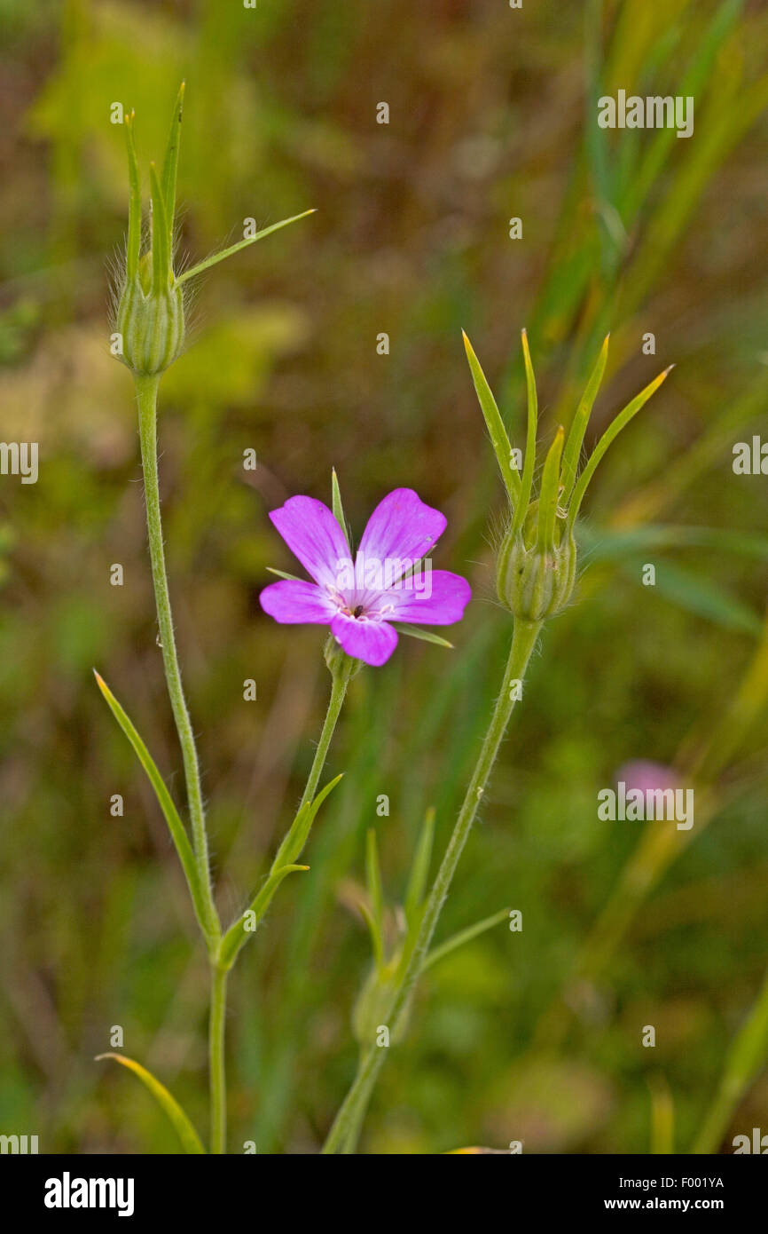 Corn Cockle Stock Photos & Corn Cockle Stock Images - Alamy