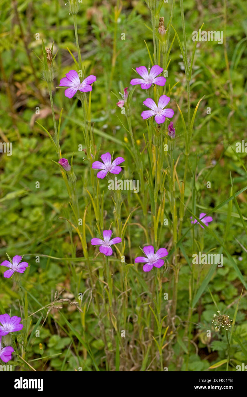 Common corncockle, Common corn-cockle, Corncockle, Corn cockle ...