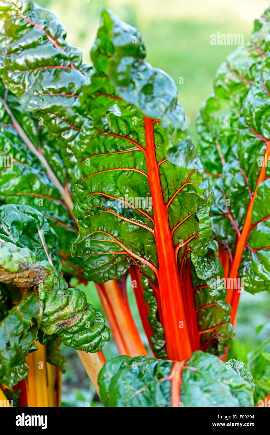 Foliage Beet, Chard, Swiss chard, Mangel (Beta vulgaris var. cicla ...