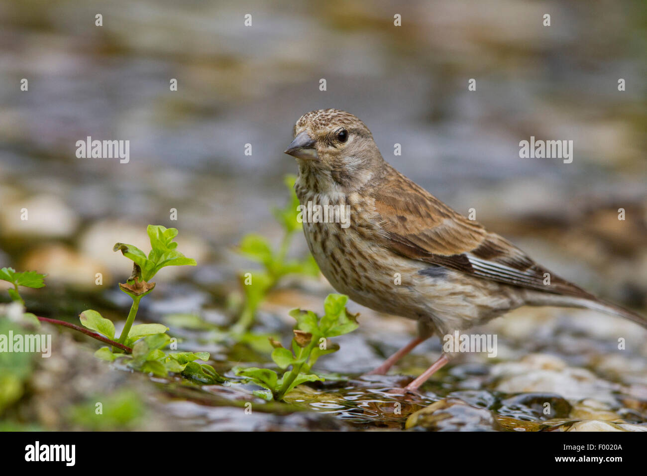 Female linnet bird hi-res stock photography and images - Alamy