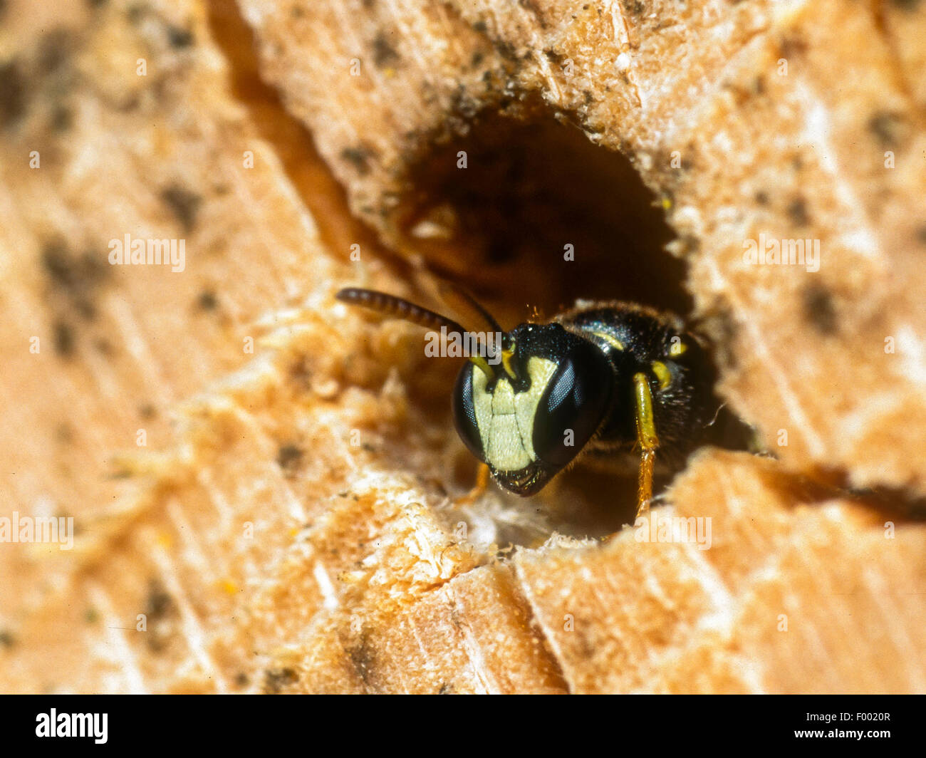Yellow-faced bee (Hylaeus sinuatus), male at the nest, Germany Stock ...