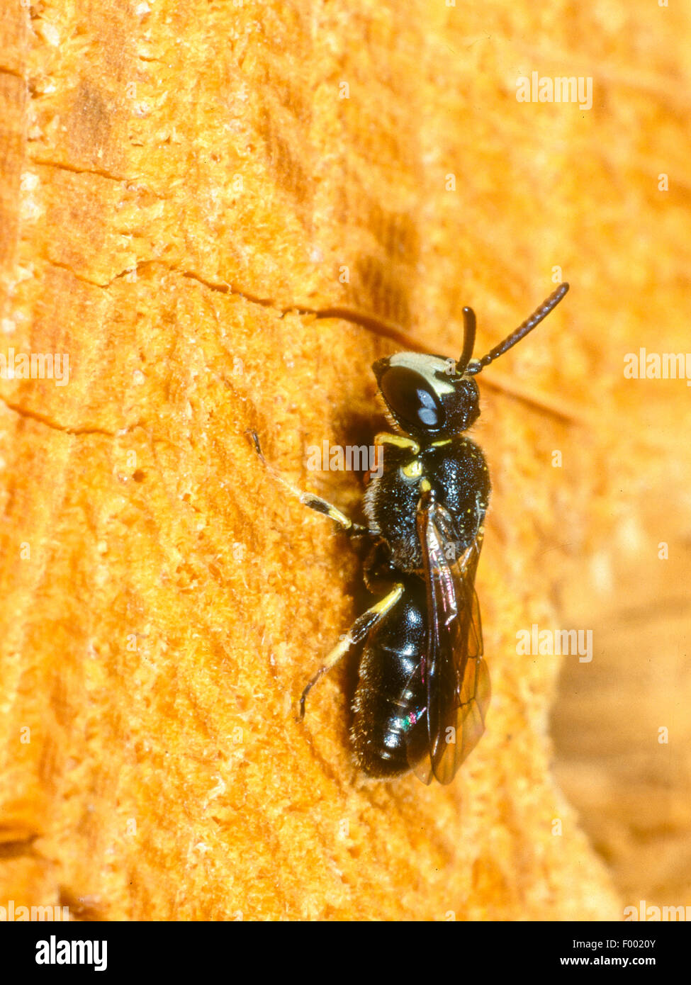 Yellow-faced bee (Hylaeus sinuatus), male at the nest, Germany Stock ...