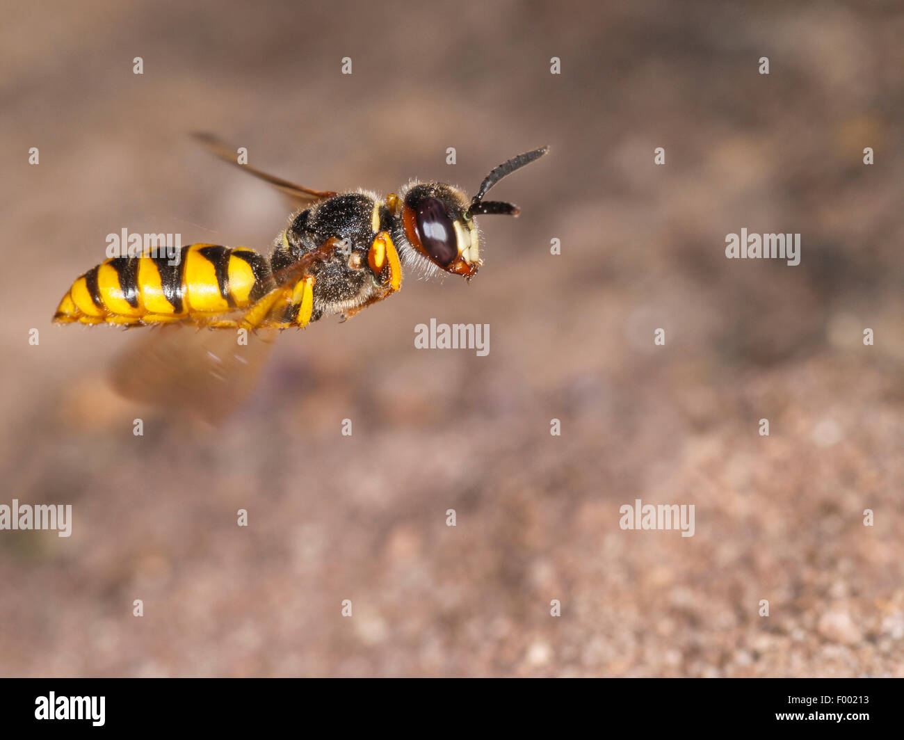 Bee-killer wasp, Bee-killer (Philanthus triangulum), Female flys ...