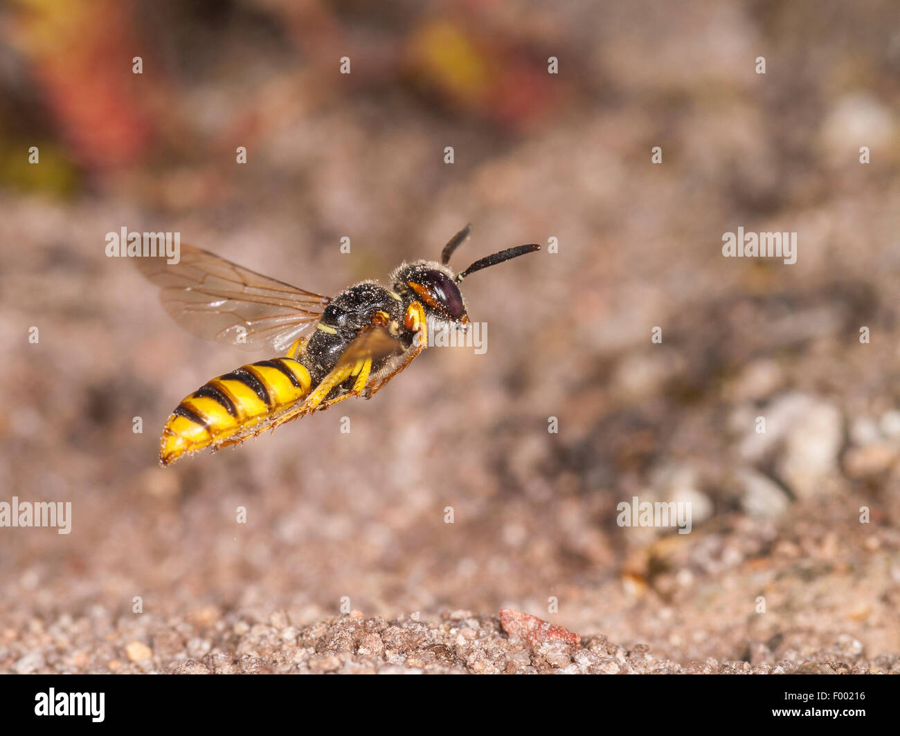 Bee-killer wasp, Bee-killer (Philanthus triangulum), Female flys ...