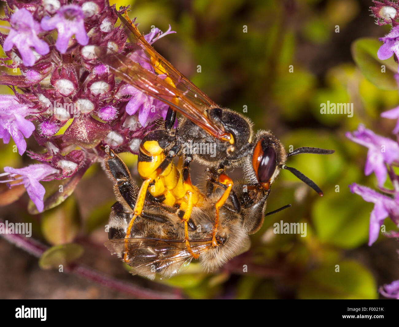 Bee-killer wasp, Bee-killer (Philanthus triangulum), female stinging ...
