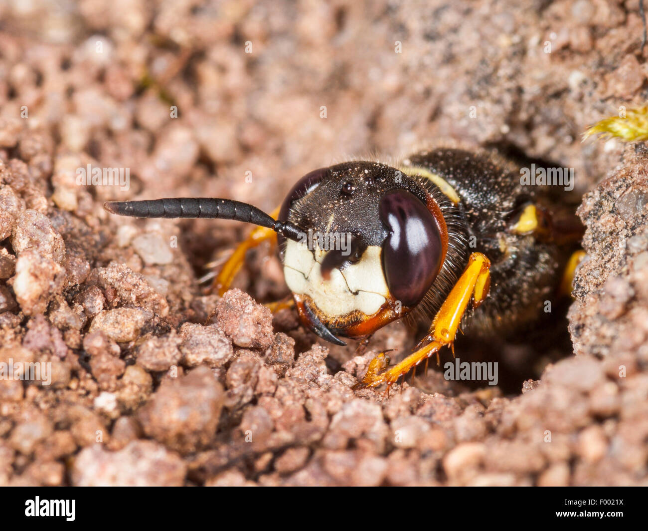 Bee-killer wasp, Bee-killer (Philanthus triangulum), female closing the ...