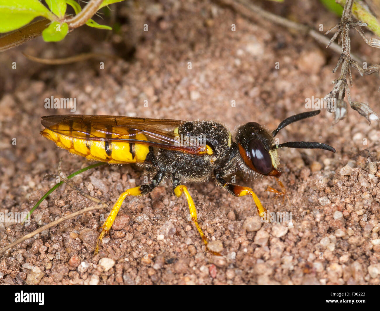Bee-killer wasp, Bee-killer (Philanthus triangulum), female digging the ...