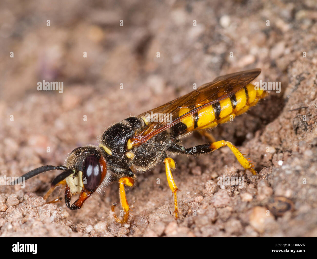 Bee-killer wasp, Bee-killer (Philanthus triangulum), female digging the ...