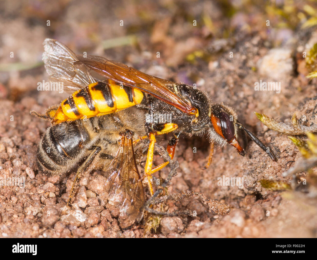 Bee Killer Wasp High Resolution Stock Photography and Images - Alamy