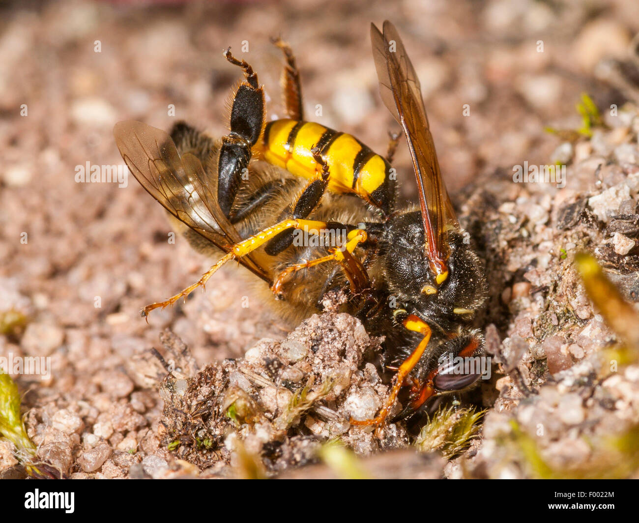 Killer bees hi-res stock photography and images - Alamy