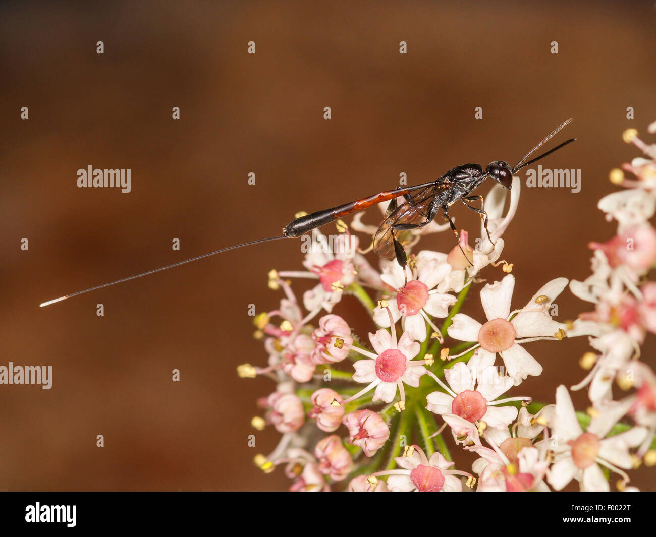 Gasteruption jaculator wasp hi-res stock photography and images - Alamy