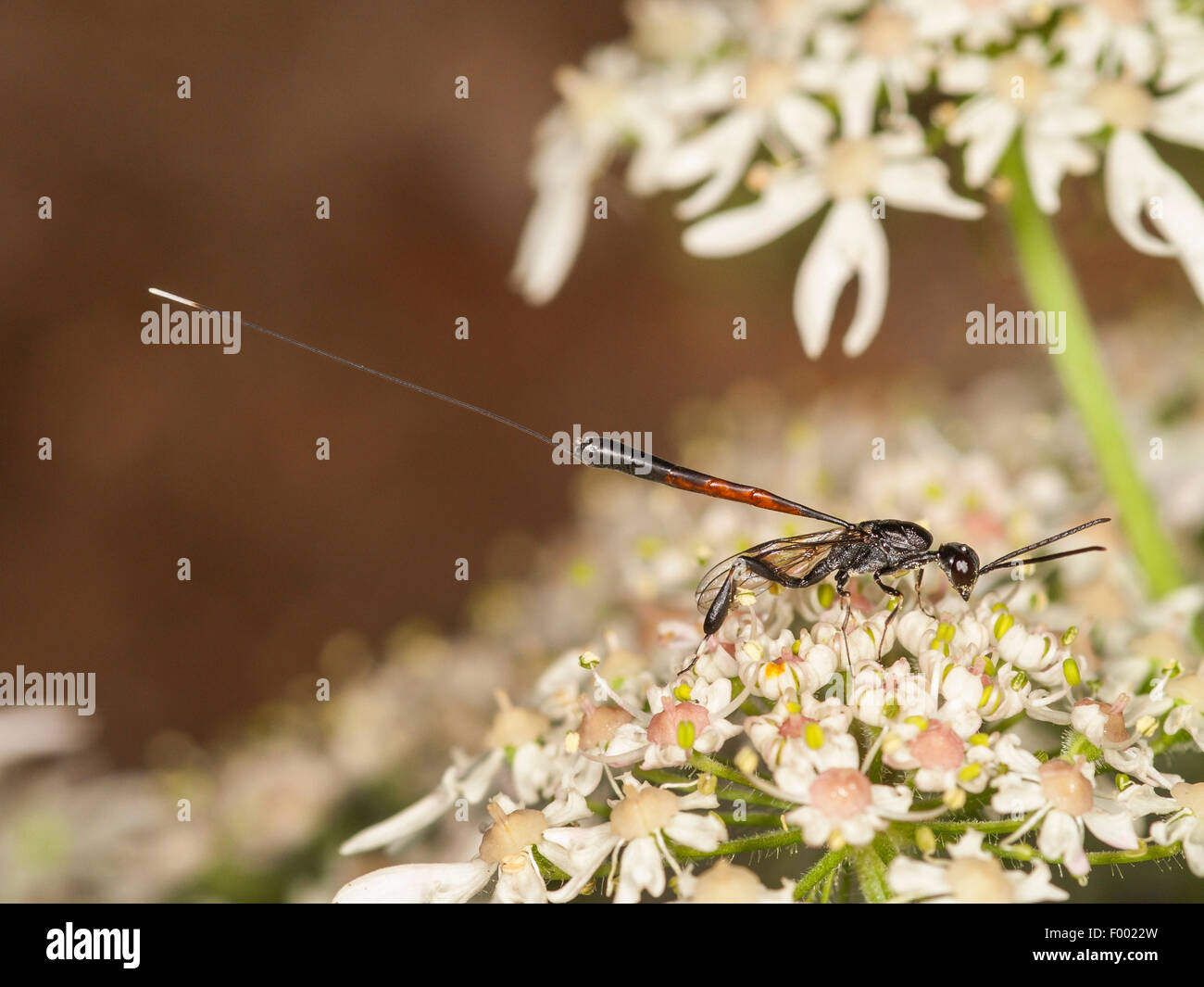 Gasteruptiid wasp (Gasteruption jaculator), female foraging on Common ...