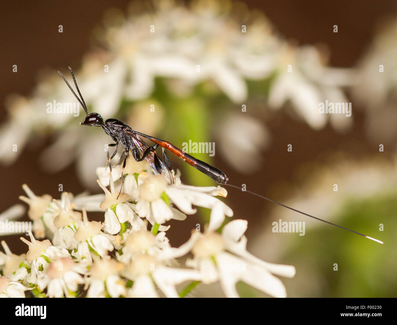 Gasteruption jaculator wasp hi-res stock photography and images - Alamy