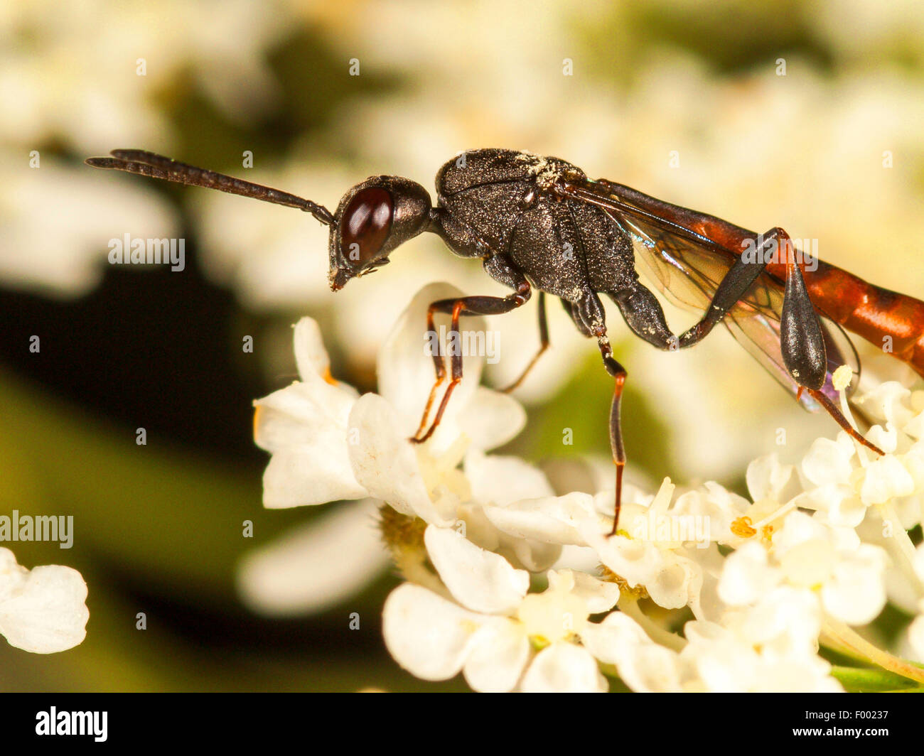 Gasteruptiid wasps hi-res stock photography and images - Alamy