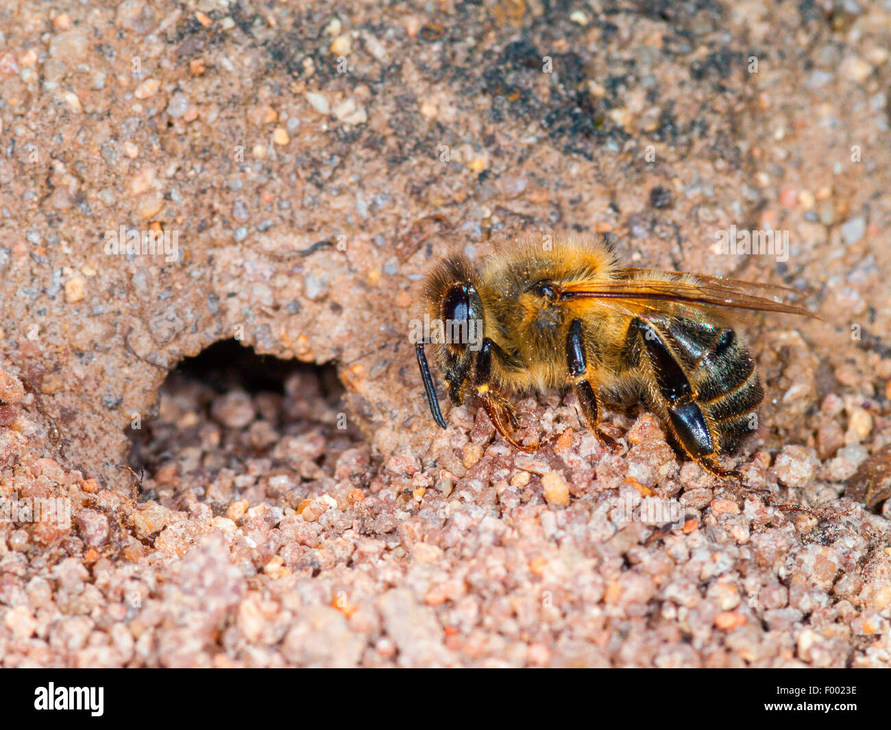 Bee-killer wasp, Bee-killer (Philanthus triangulum), from the European ...