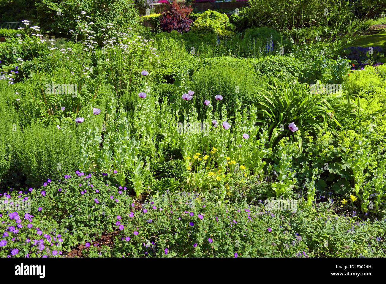 opium poppy (Papaver somniferum), flowerbed with opium poppy bloody ...
