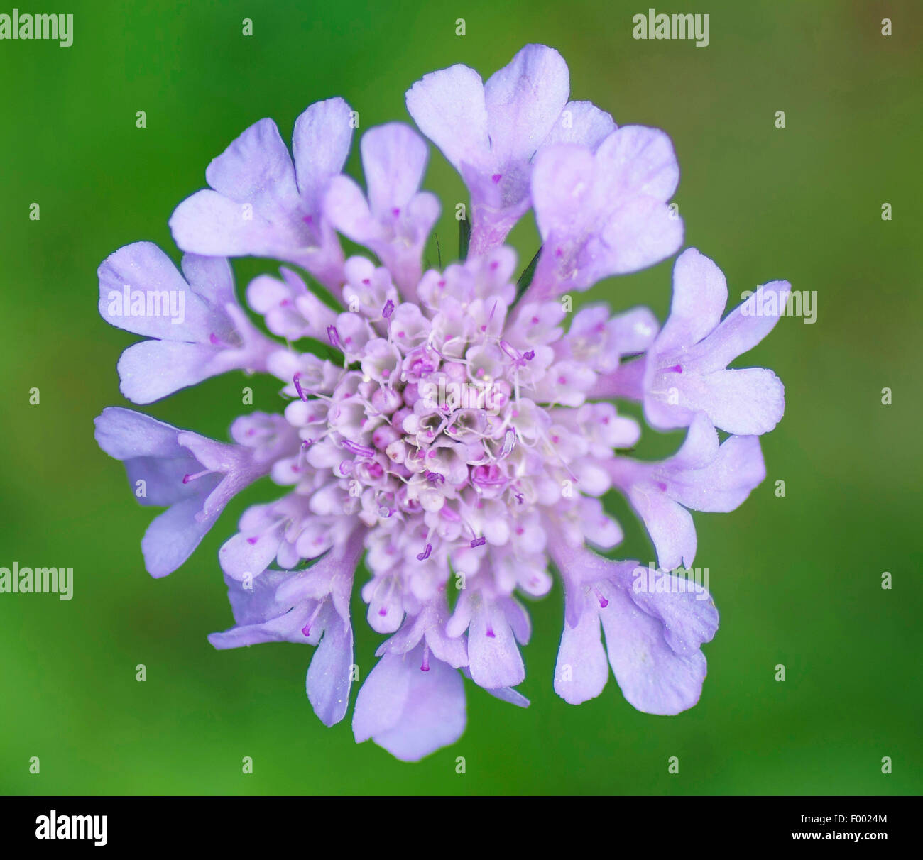 Pincushion Flower, Shining Scabious, Glossy Scabious (Scabiosa lucida ...