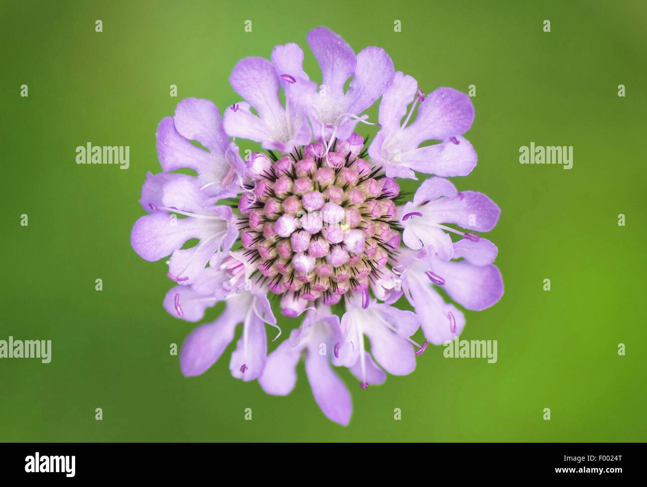 Pincushion Flower, Shining Scabious, Glossy Scabious (Scabiosa lucida ...