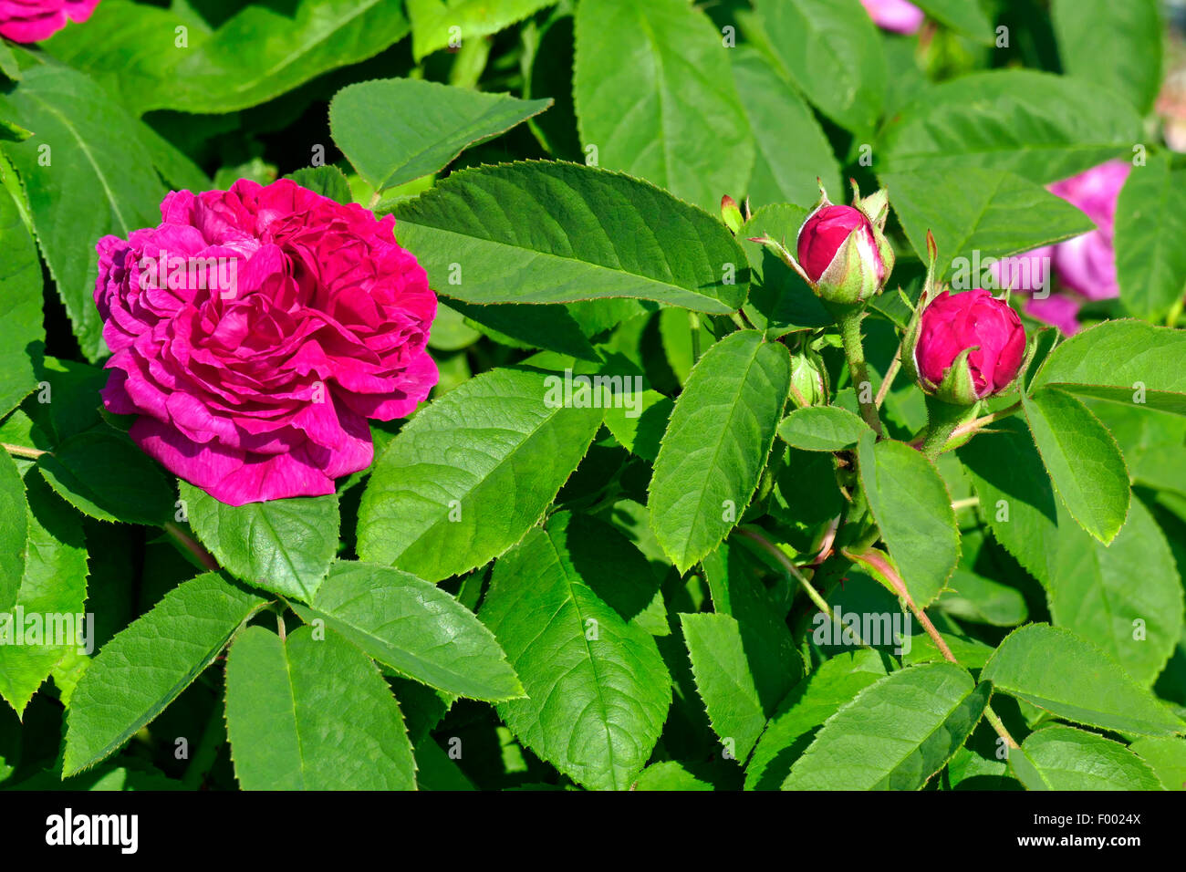 ornamental rose (Rosa 'Rose de Resht', Rosa Rose de Resht), blooming ...