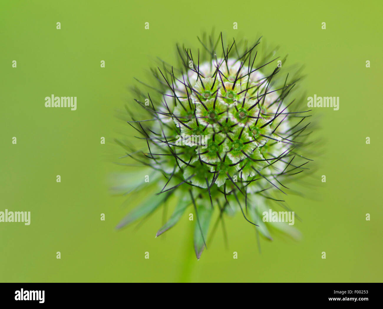 Pincushion Flower, Shining Scabious, Glossy Scabious (Scabiosa lucida ...