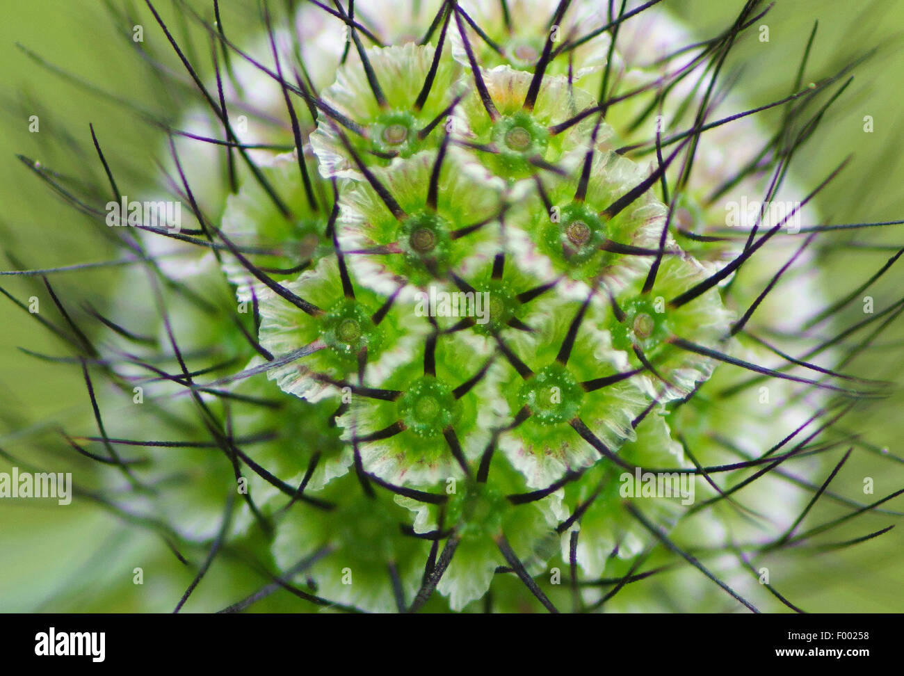 Pincushion Flower, Shining Scabious, Glossy Scabious (Scabiosa lucida ...