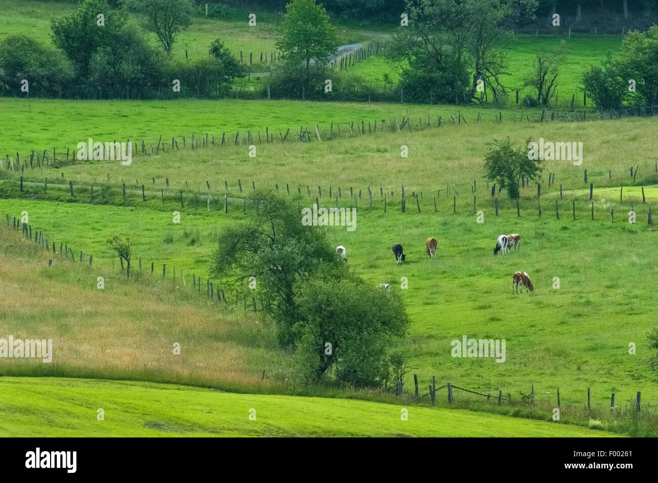 pastures and meadows, Germany, North Rhine-Westphalia, Sauerland Stock ...