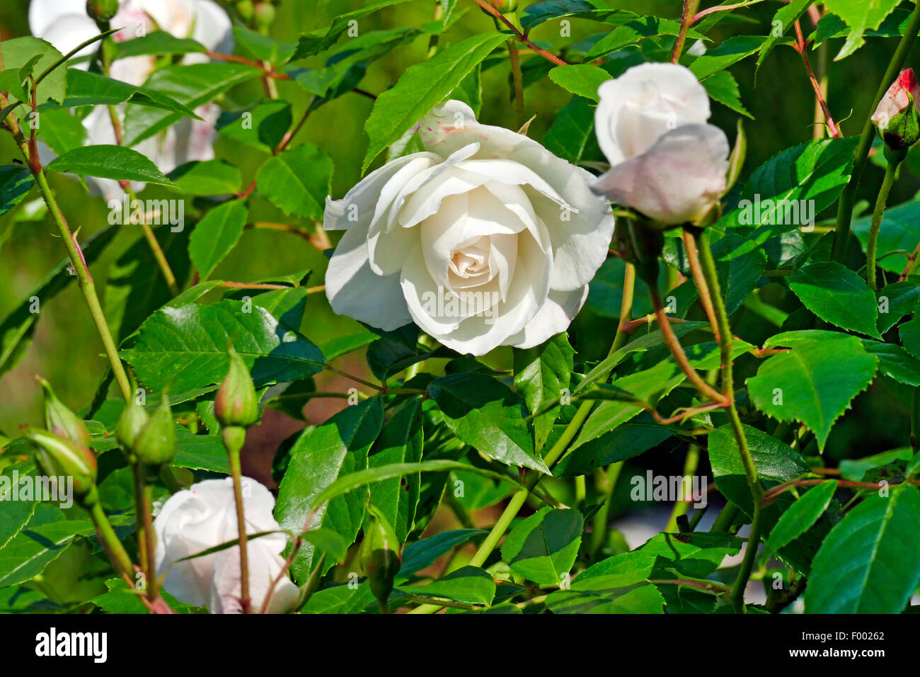 ornamental rose (Rosa 'Schneewittchen', Rosa Schneewittchen), cultivar ...
