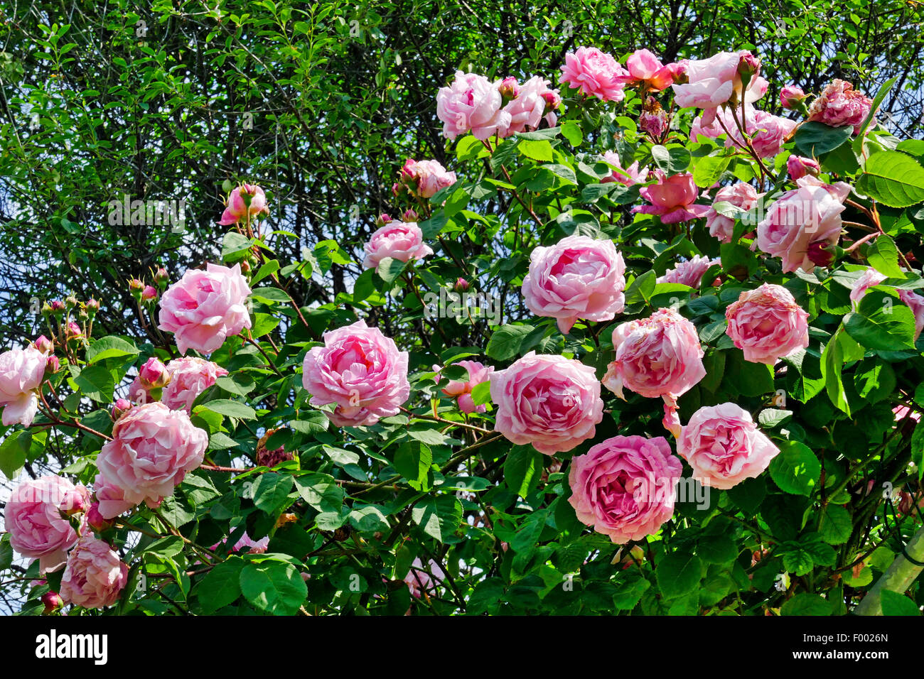 ornamental rose (Rosa 'Constance Spry', Rosa Constance Spry), cultivar ...