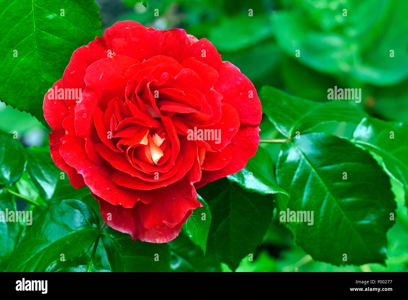ornamental rose (Rosa 'Gebrueder Grimm', Rosa Gebrueder Grimm ...