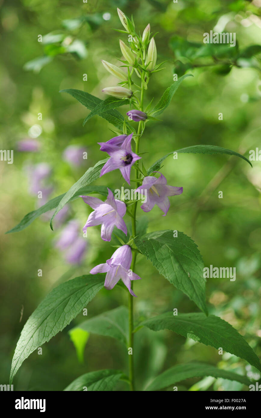 giant bellflower, great bellflower (Campanula latifolia), blooming ...