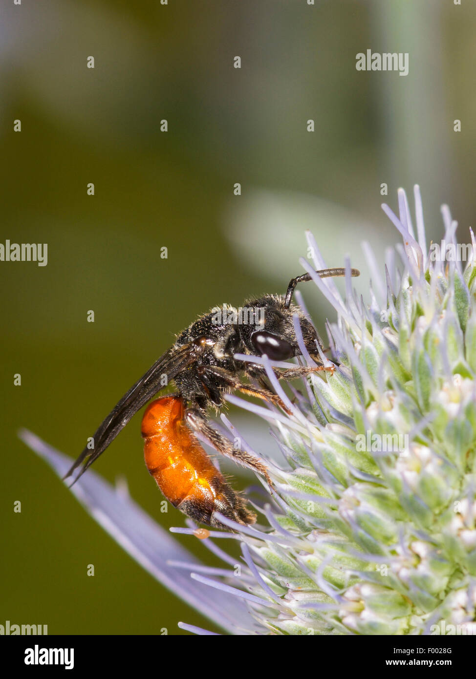 Dark-winged Blood-bee (Sphecodes gibbus ), Dark-winged Blood-bee female ...