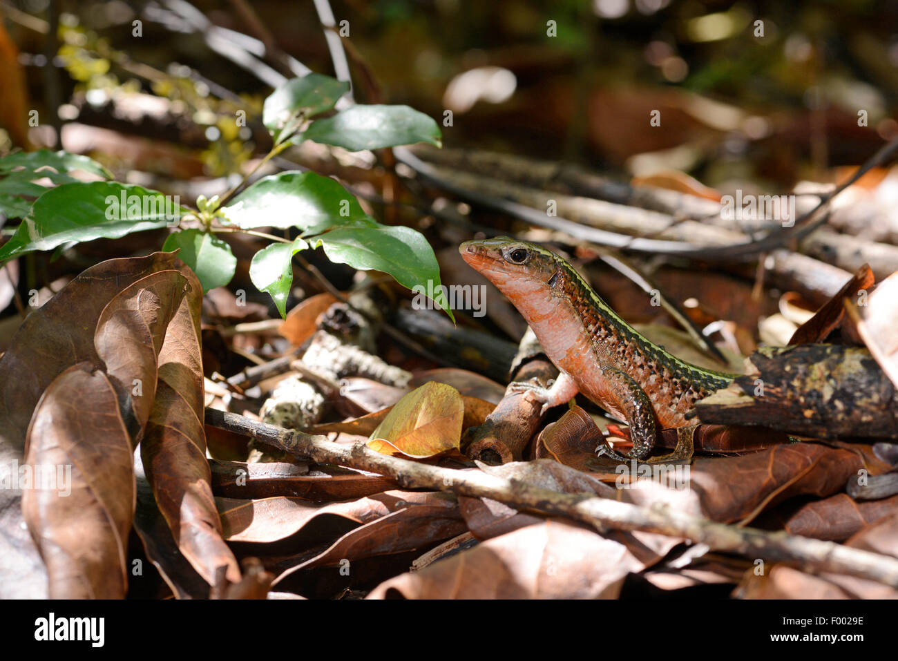 Western girdled lizard, Western Girdled Lizard (Zonosaurus laticaudatus ...