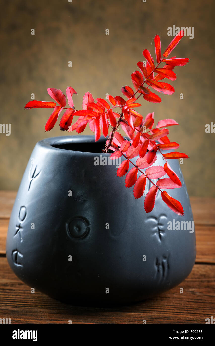 dry branch of a mountain ash in a vase Stock Photo - Alamy