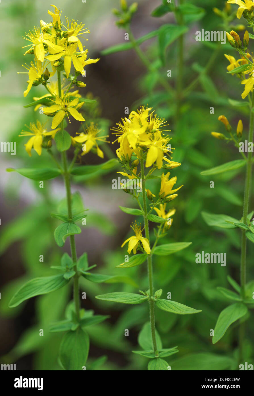 hairy St John's-wort (Hypericum hirsutum), blooming, Germany, Bavaria ...