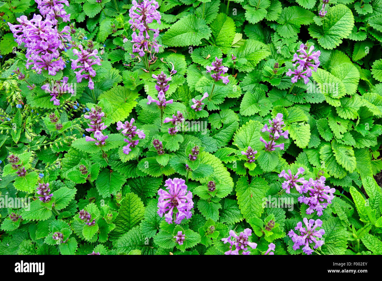 Wood betony hi-res stock photography and images - Alamy