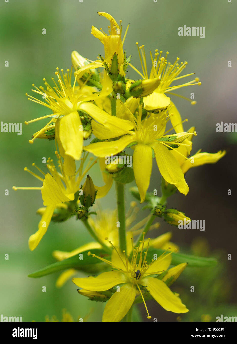 hairy St John's-wort (Hypericum hirsutum), blooming, Germany, Bavaria ...
