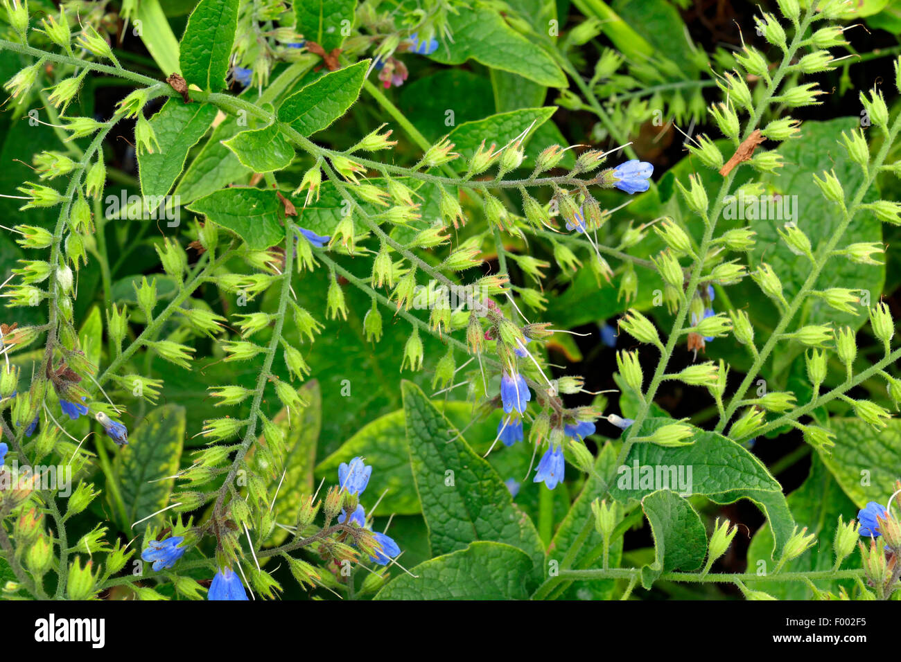 Rough comfrey hi-res stock photography and images - Alamy