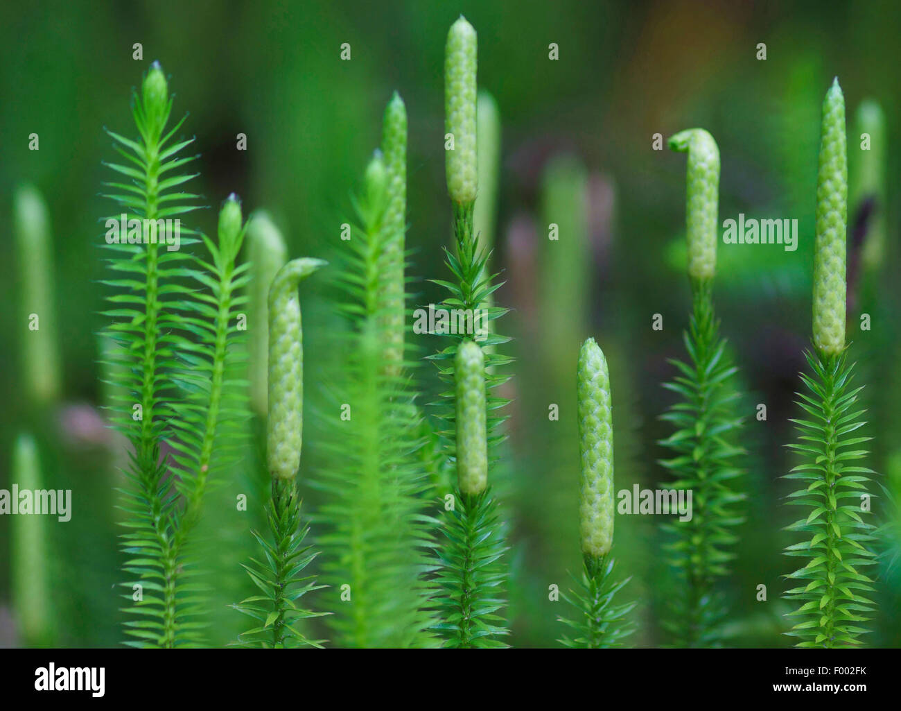 Lycopod hi-res stock photography and images - Alamy